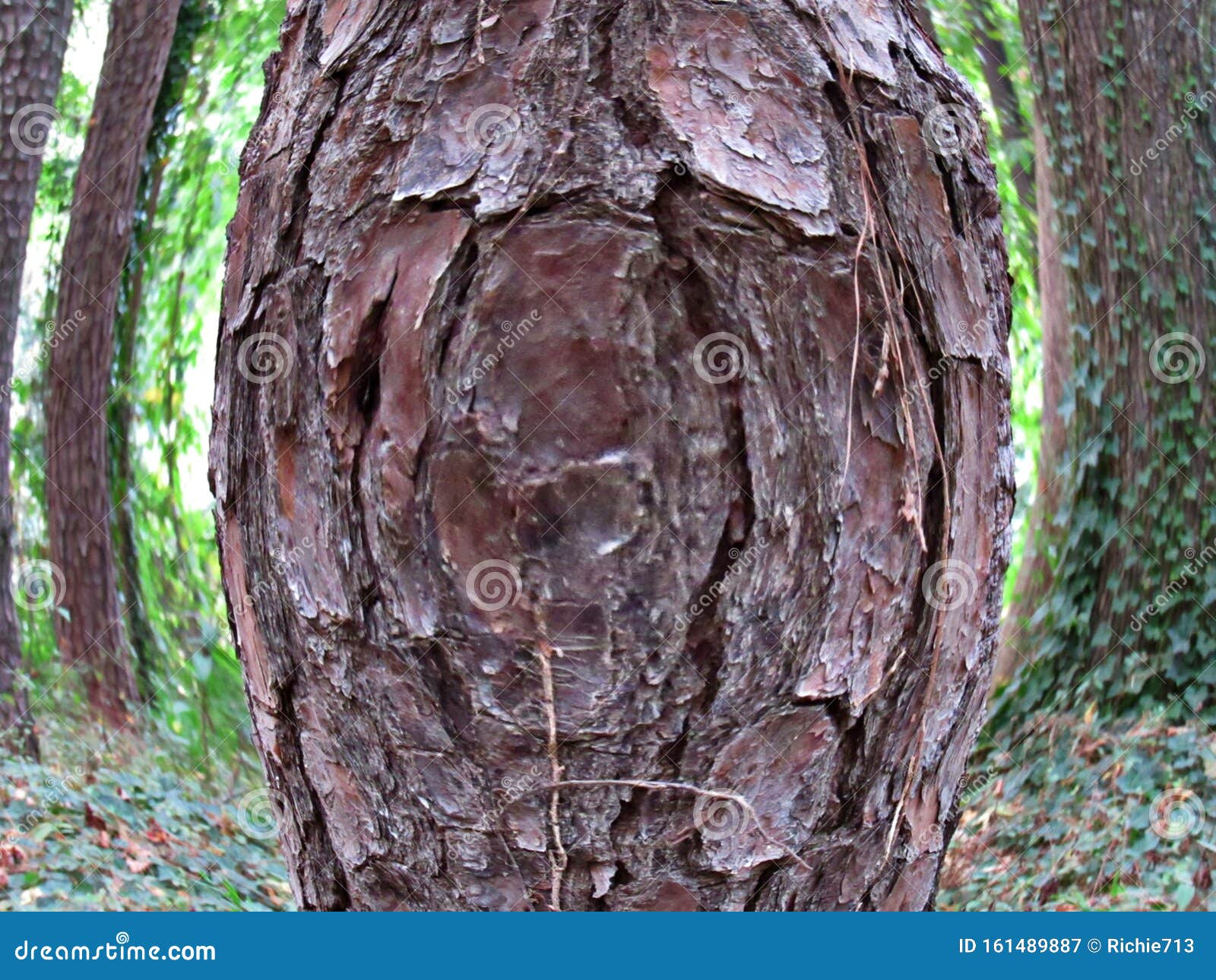 Fish eye stock image. Image of bark, leafs, tree, fish - 161489887