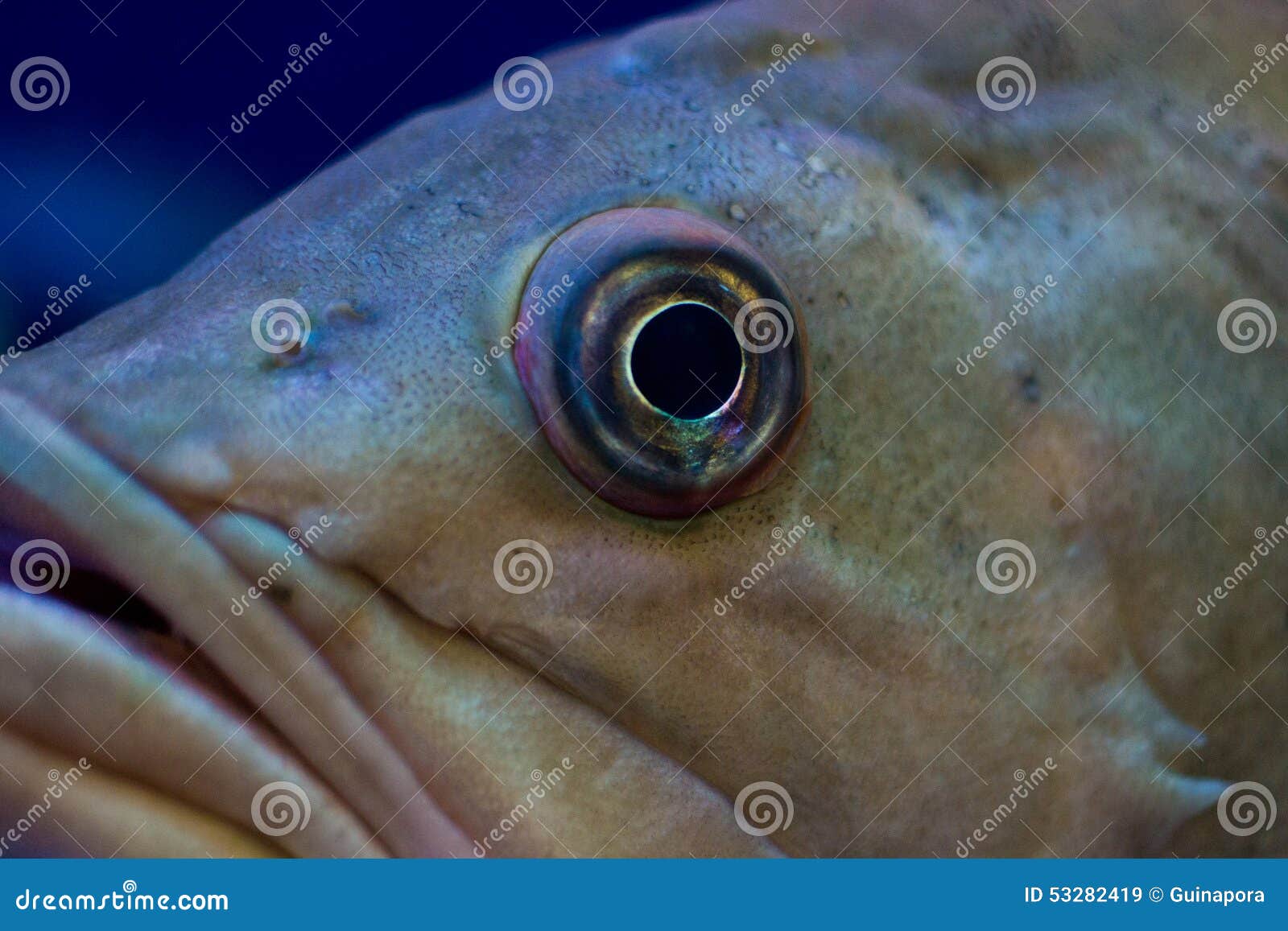 Fish eye stock image. Image of marine, ocean, reef, aquarium - 53282419