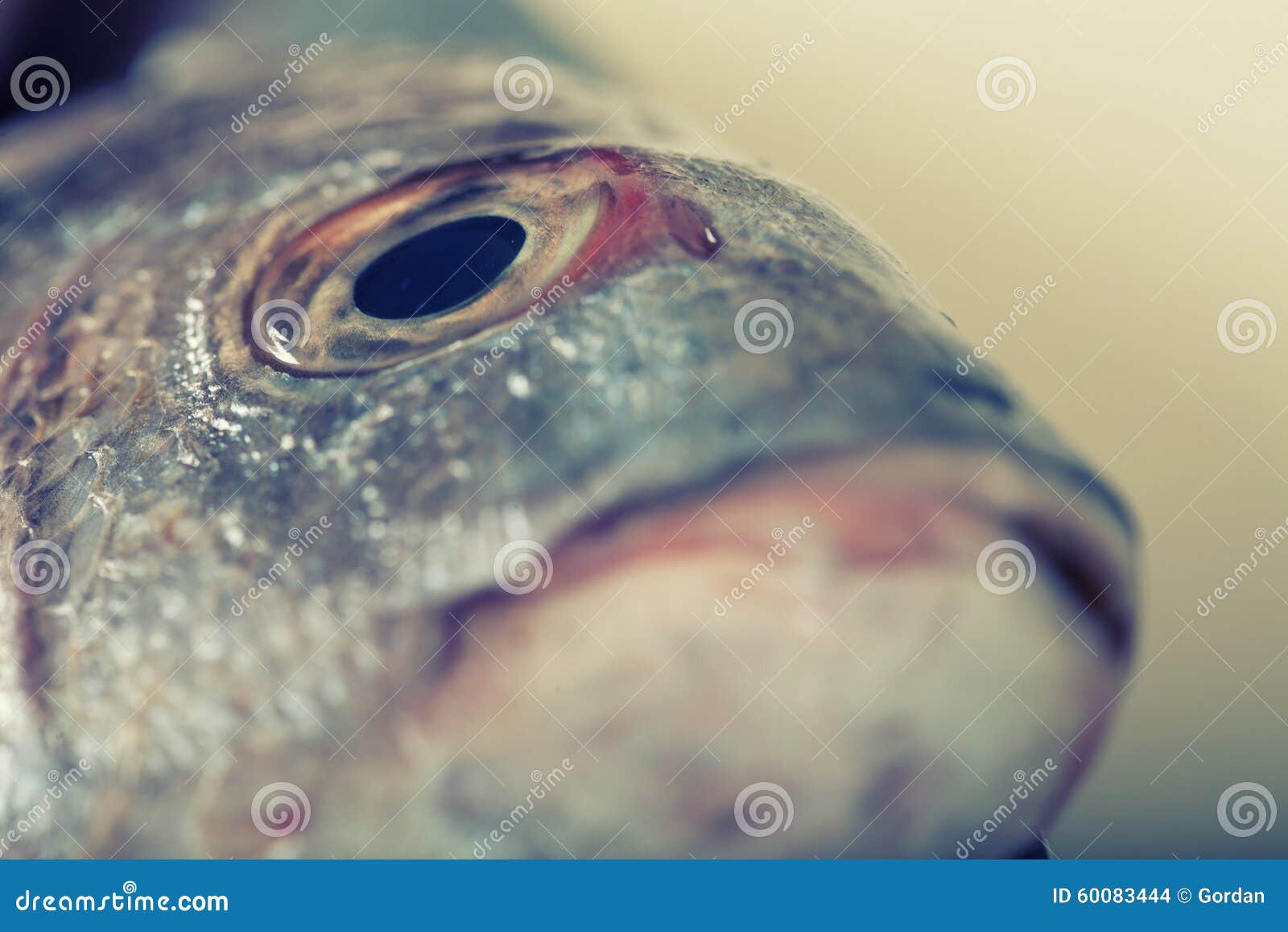 Fish eye close up stock photo. Image of lake, sight, background - 60083444