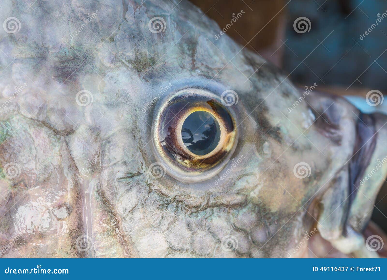 Fish Eye Close Up stock image. Image of angling, animal - 49116437