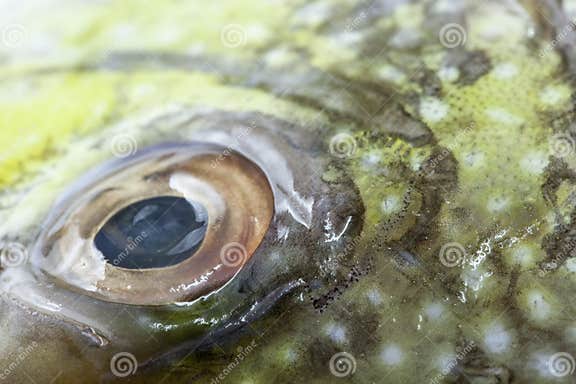Fish Eye Close-Up(Java Rabbitfish, Bluespotted Spine Fish). Stock Photo ...