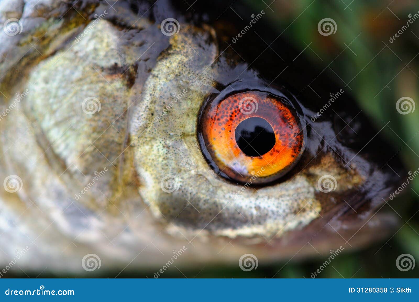 Fish Eye Close-Up stock photo. Image of fishing, alive - 31280358