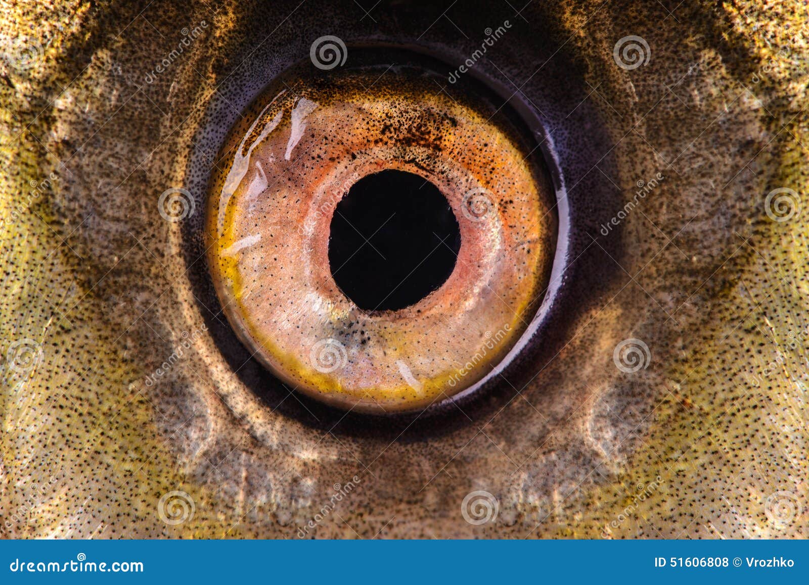 Fish eye close-up stock photo. Image of abstract, fresh - 51606808