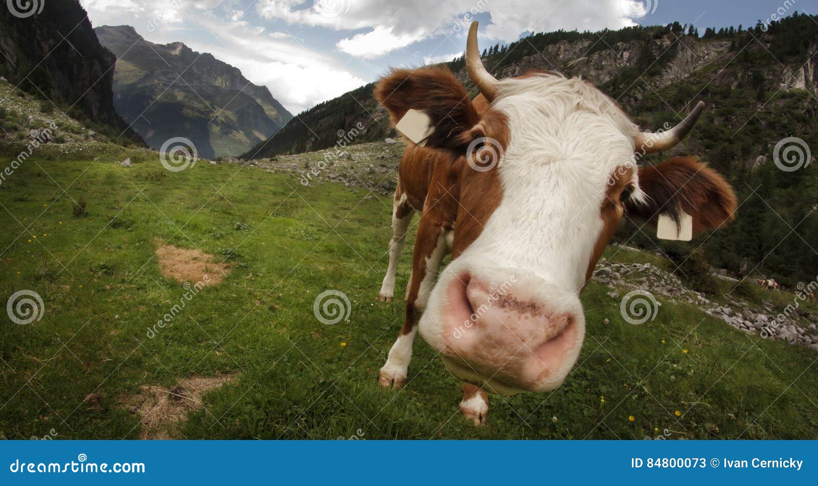 Fish-eye cow stock image. Image of funny, distorted, enlarged - 84800073