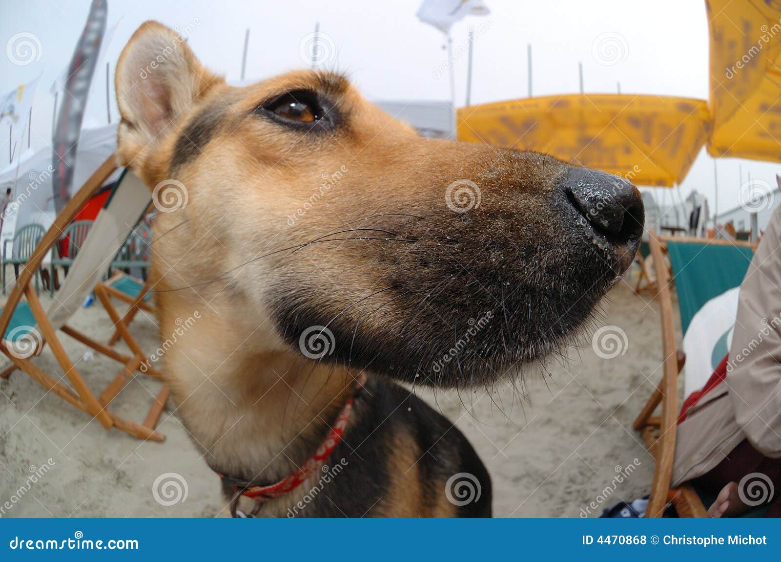 Fish Eye Dog stock photo. Image of fish, german, lens - 4470868