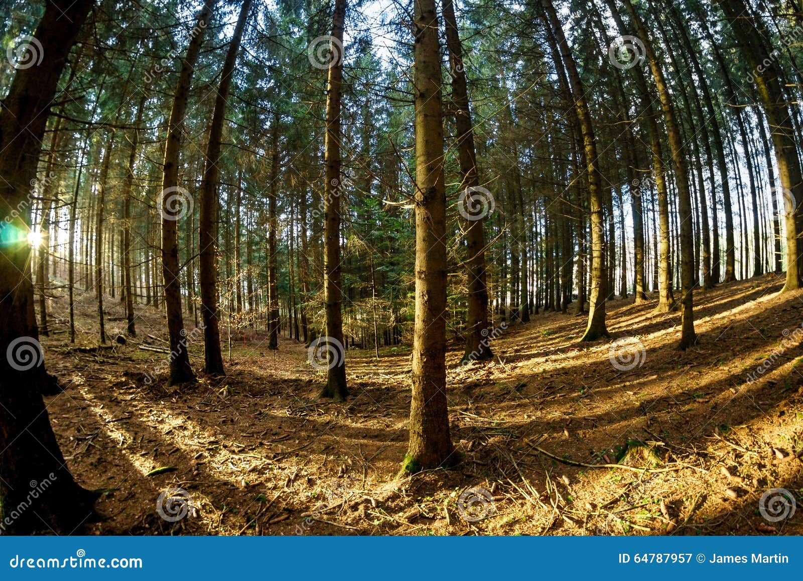 Fish-eye forest stock image. Image of trees, fish, landscape - 64787957
