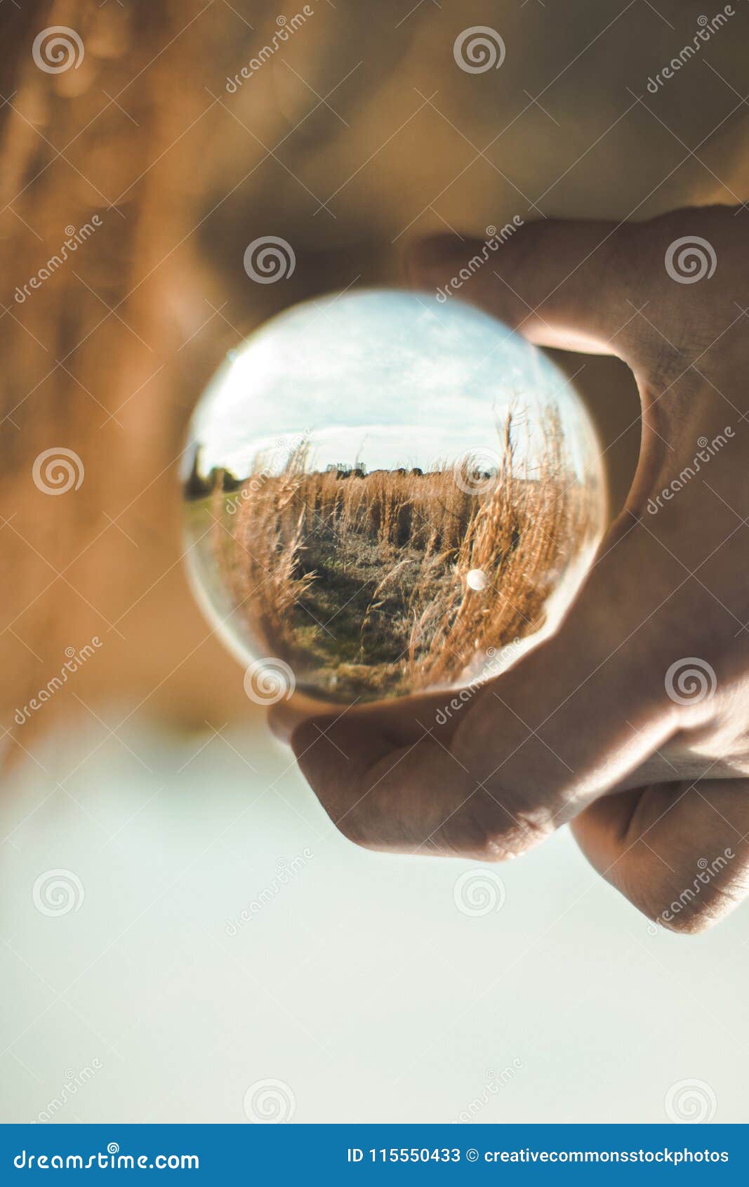 Fish Eye Lens Photo Of A Wheat Plants Picture. Image: 115550433