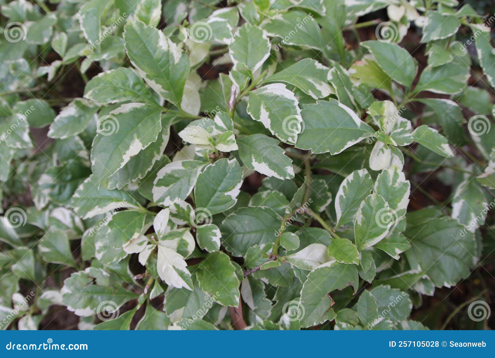 A Fish Eye Lens of the Plants Leaf Stock Photo - Image of growth, flora ...