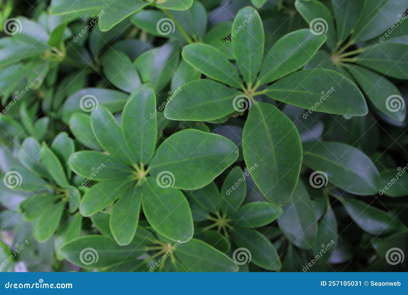 A Fish Eye Lens of the Plants Leaf Stock Image - Image of design ...