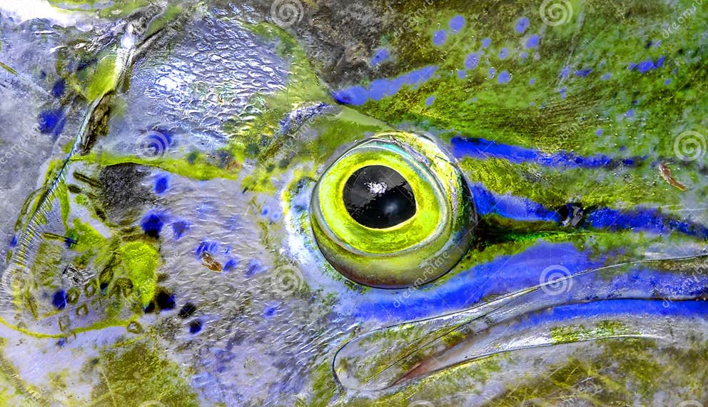 Fish eye of mahi-mahi stock photo. Image of head, catch - 29013142