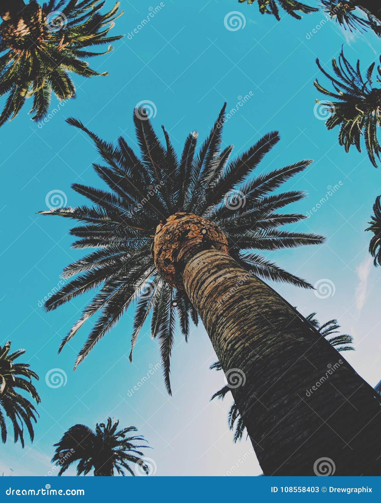 Fish-eye Palm Trees stock image. Image of pixel, california - 108558403
