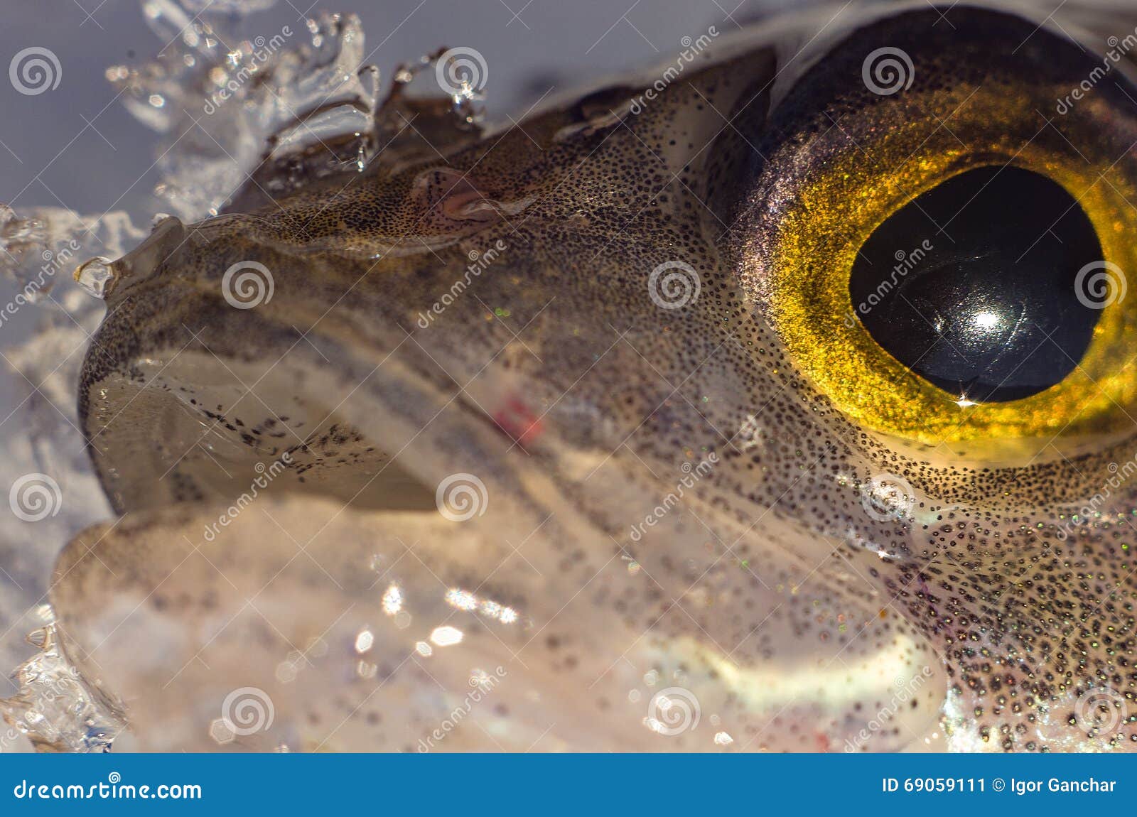 Fish eye perch stock image. Image of trophy, animal, macro - 69059111