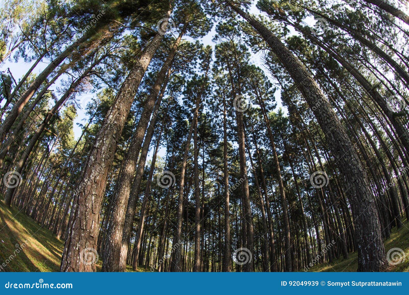 Fish Eye Photograph Pine Trees Stock Image - Image of forest, fish ...