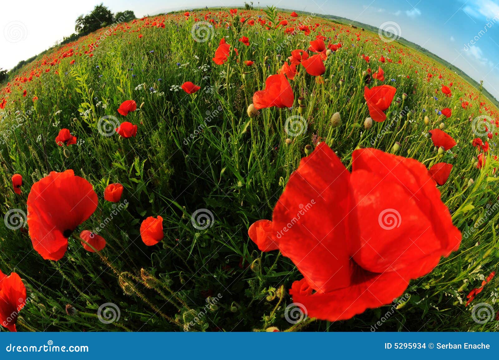 Fish-eye poppy field stock photo. Image of colors, field - 5295934