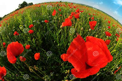 Fish-eye poppy field stock photo. Image of colors, field - 5295934