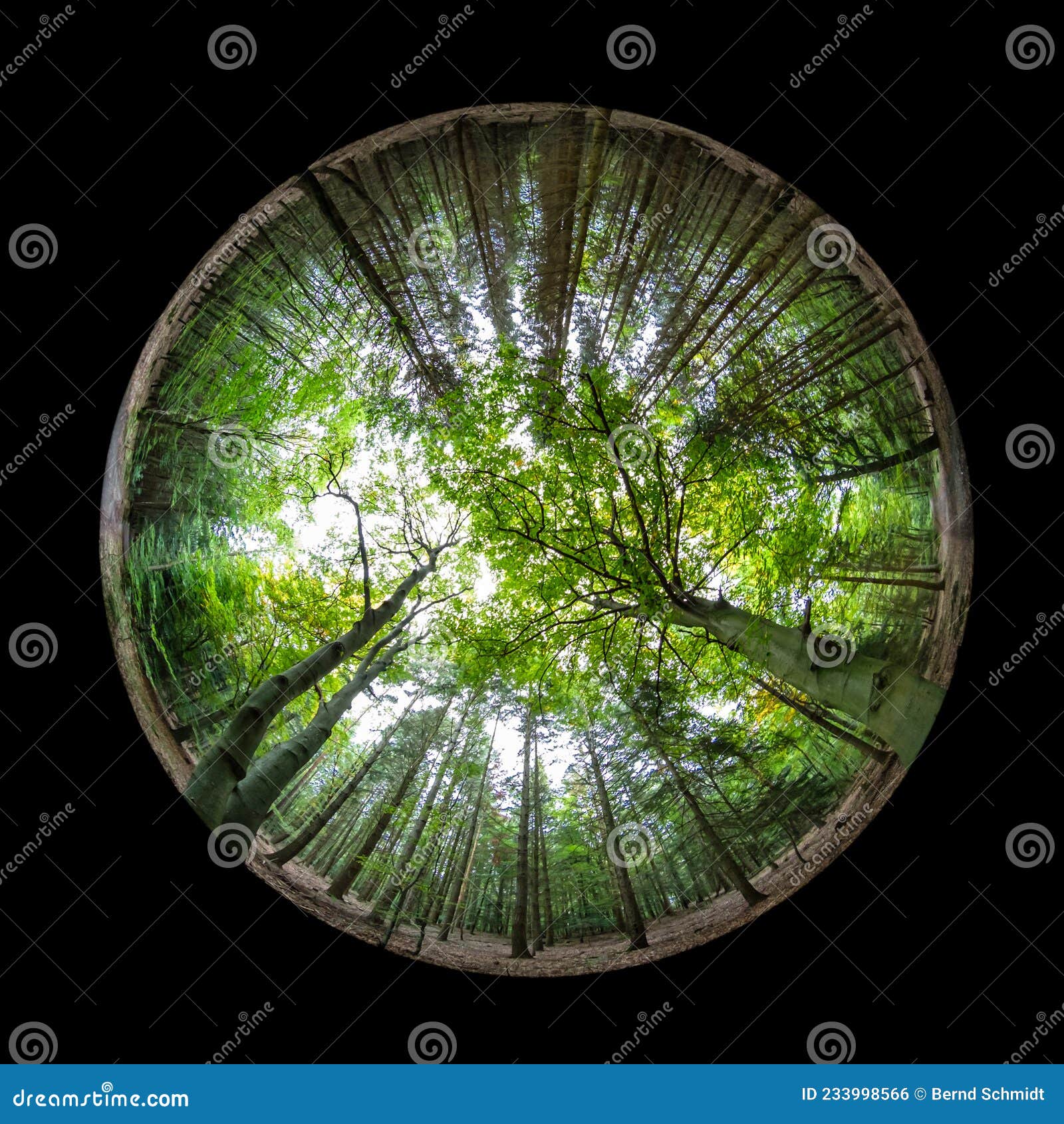 Fish-eye View Forest Trees Reaching the Sky Stock Photo - Image of hole ...