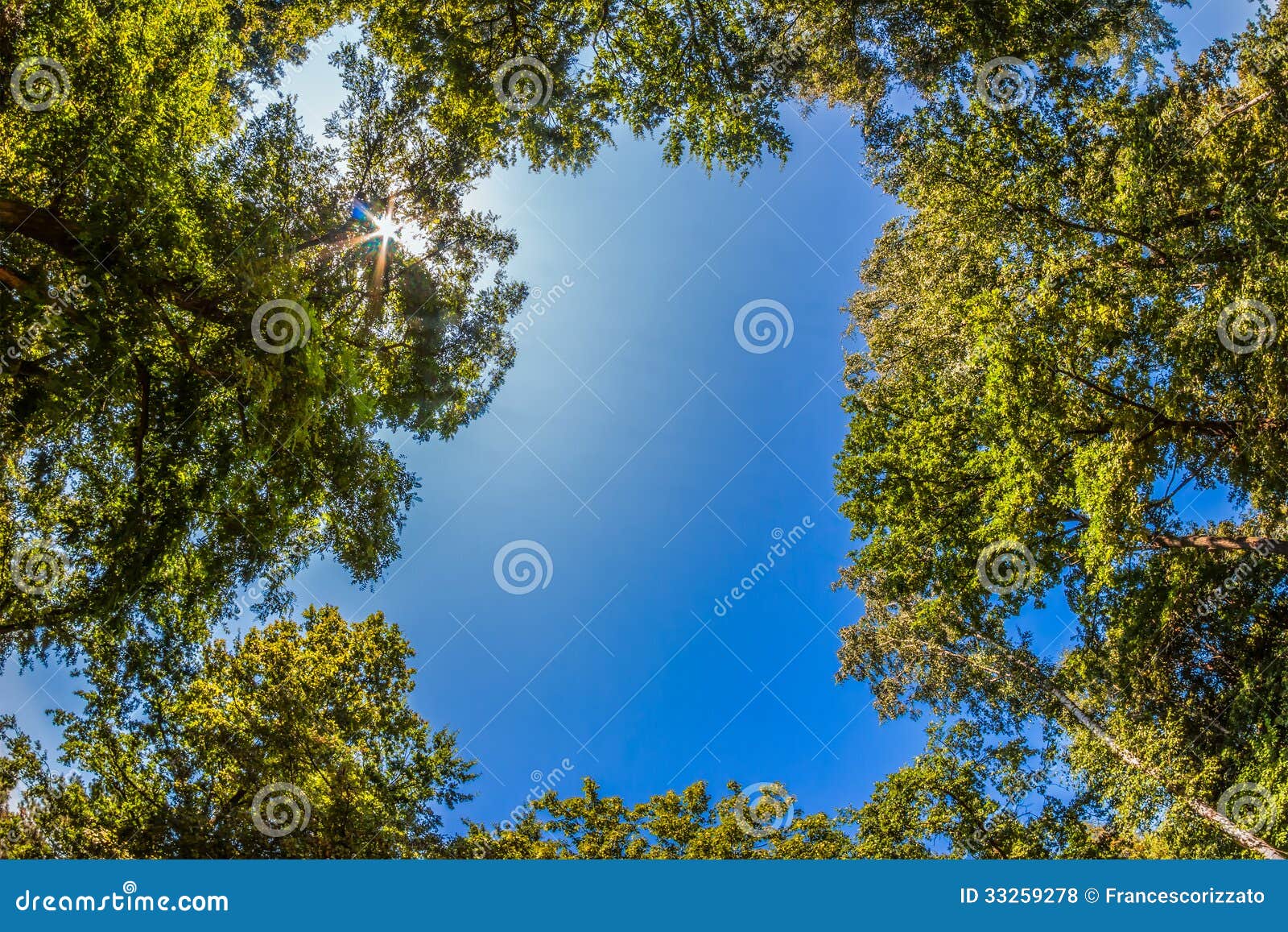 Fish-eye View of Trees in a Forest Stock Photo - Image of blue, leaves ...