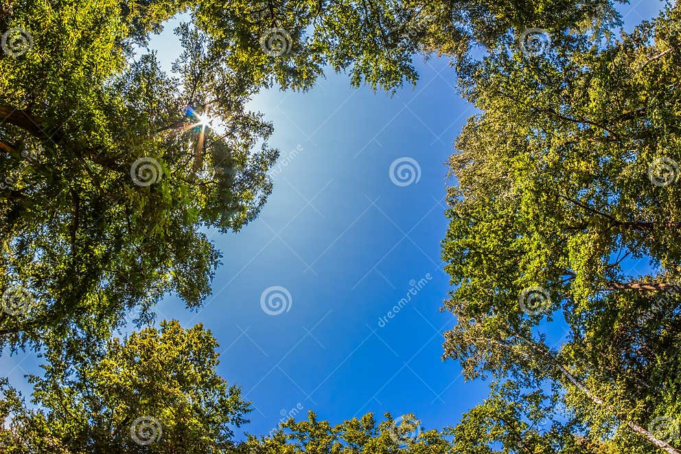 Fish-eye View of Trees in a Forest Stock Photo - Image of blue, leaves ...