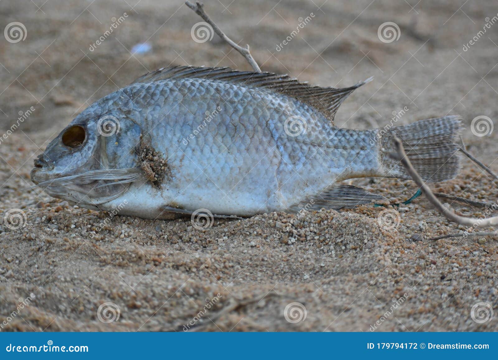 Fish without eyeball stock photo. Image of nature, skull - 179794172