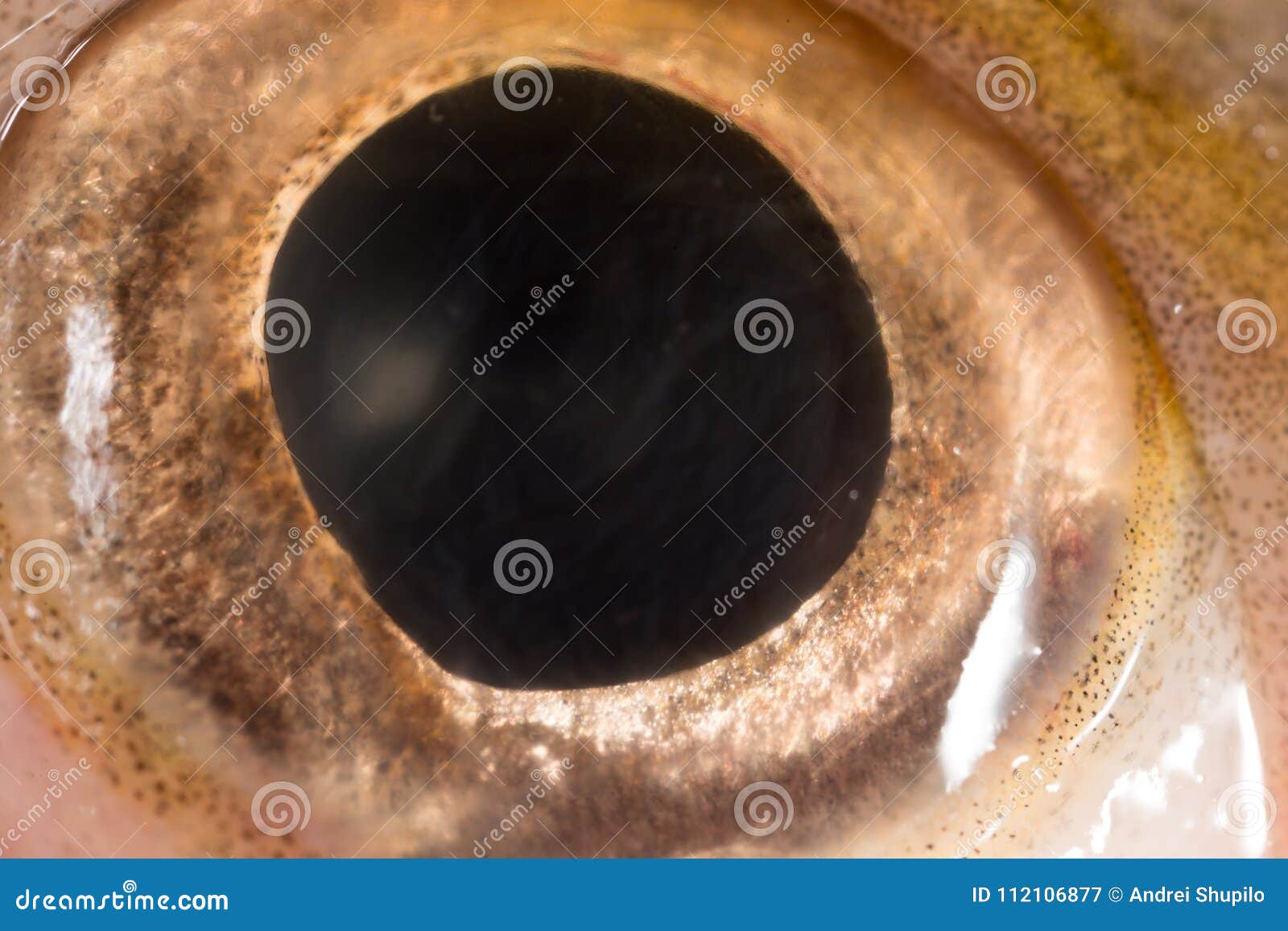 Fish eyes. macro stock image. Image of vertebrate, background - 112106877