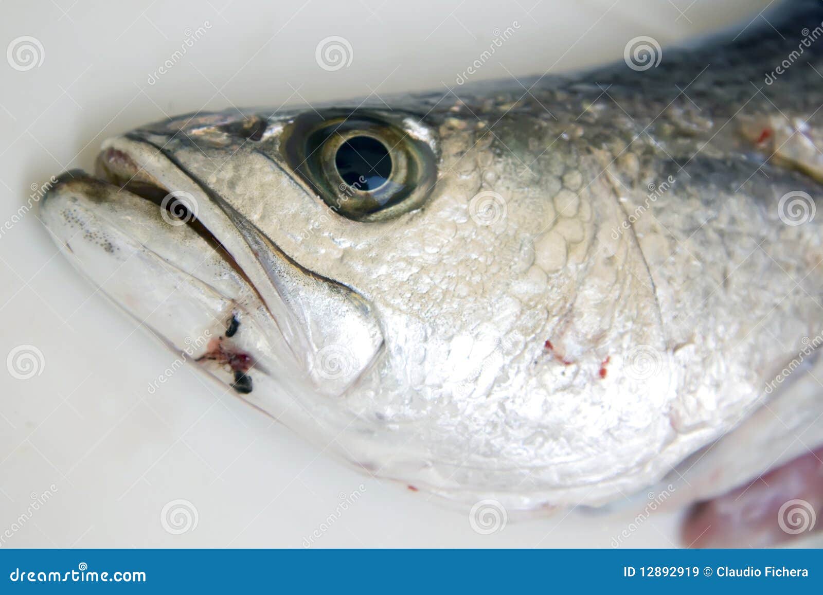Fish face stock image. Image of freshness, piece, gourmet - 12892919