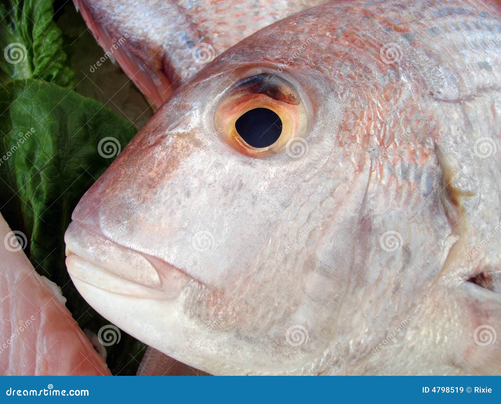 Fish face stock image. Image of pupil, nutrition, nature - 4798519