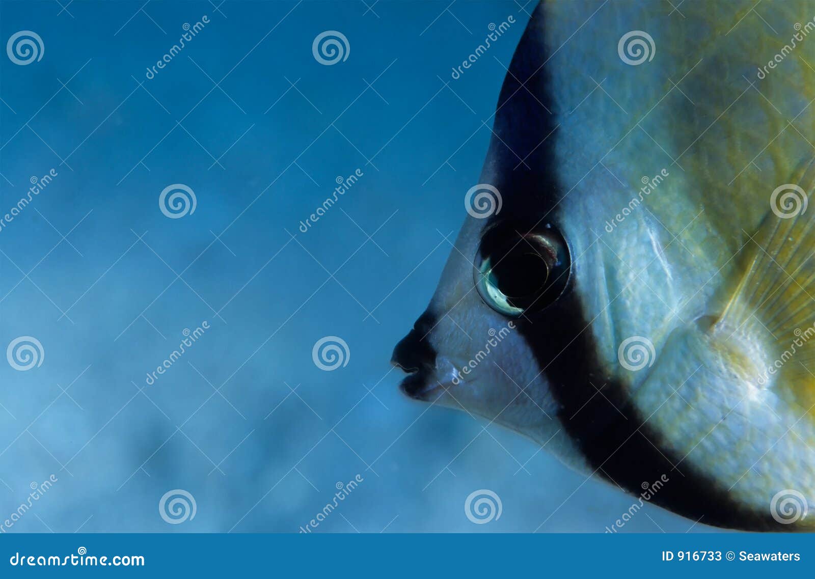 Fish Face stock image. Image of diving, space, creature - 916733