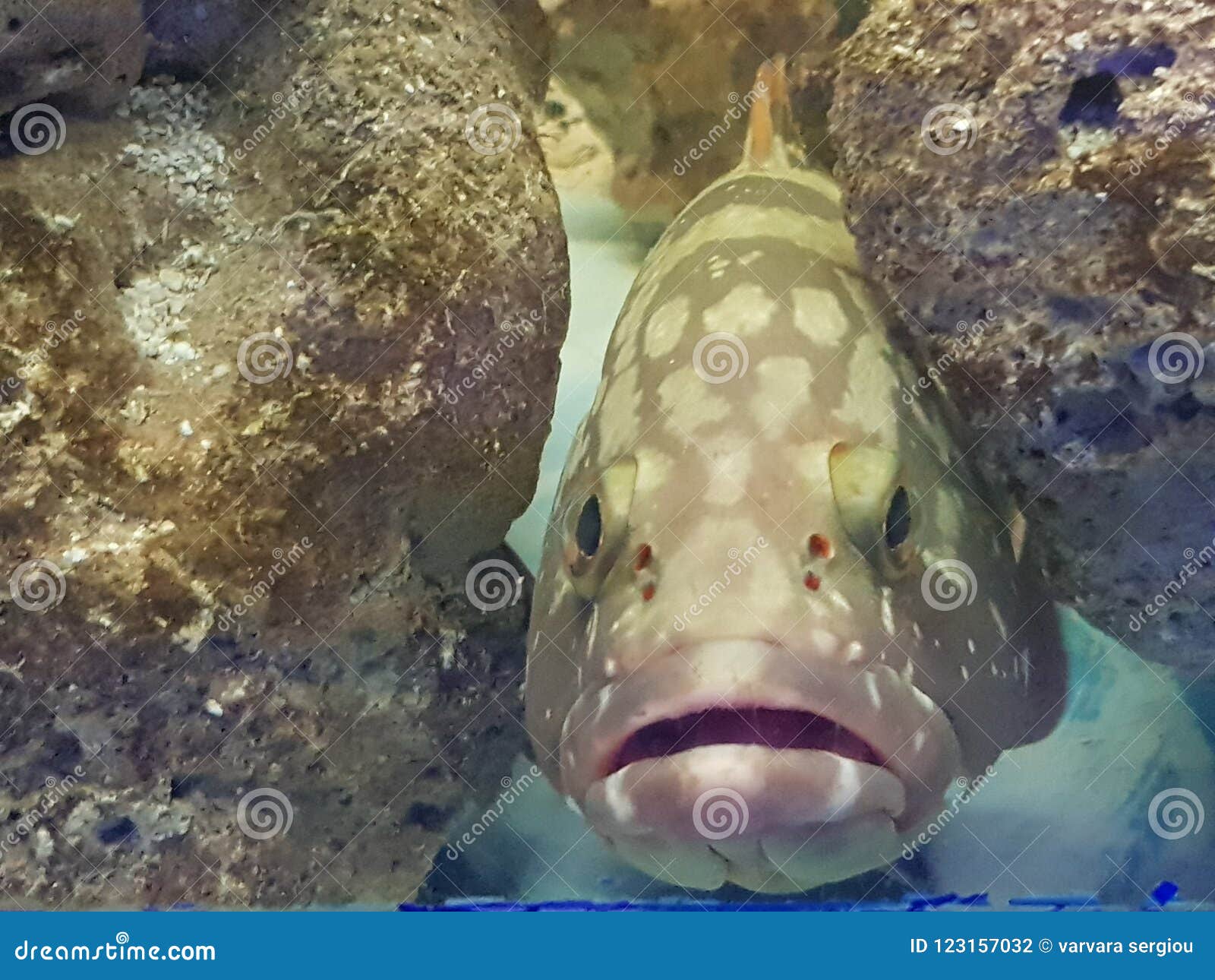 Fish face stock photo. Image of water, tank, aquarium - 123157032