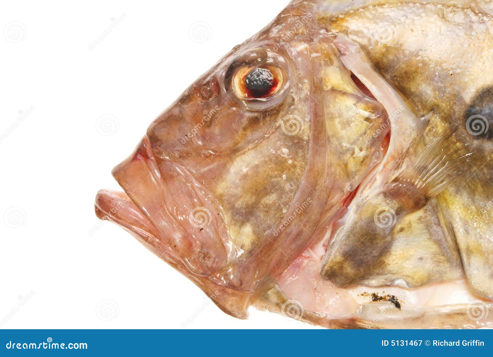 Fish face close up stock image. Image of creature, skin - 5131467