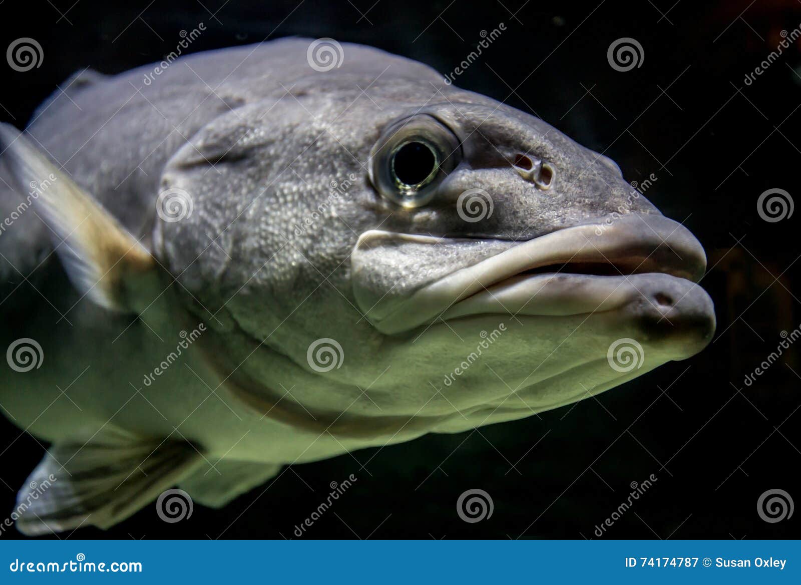 FIsh Face stock image. Image of fishfins, newzealand - 74174787
