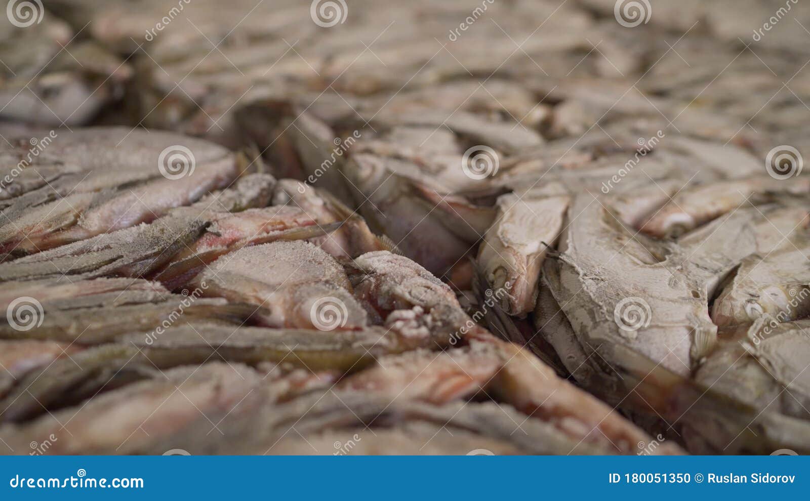 Fish Factory Sorting Packaging Frozen Fish Containers. Frozen Fish in ...