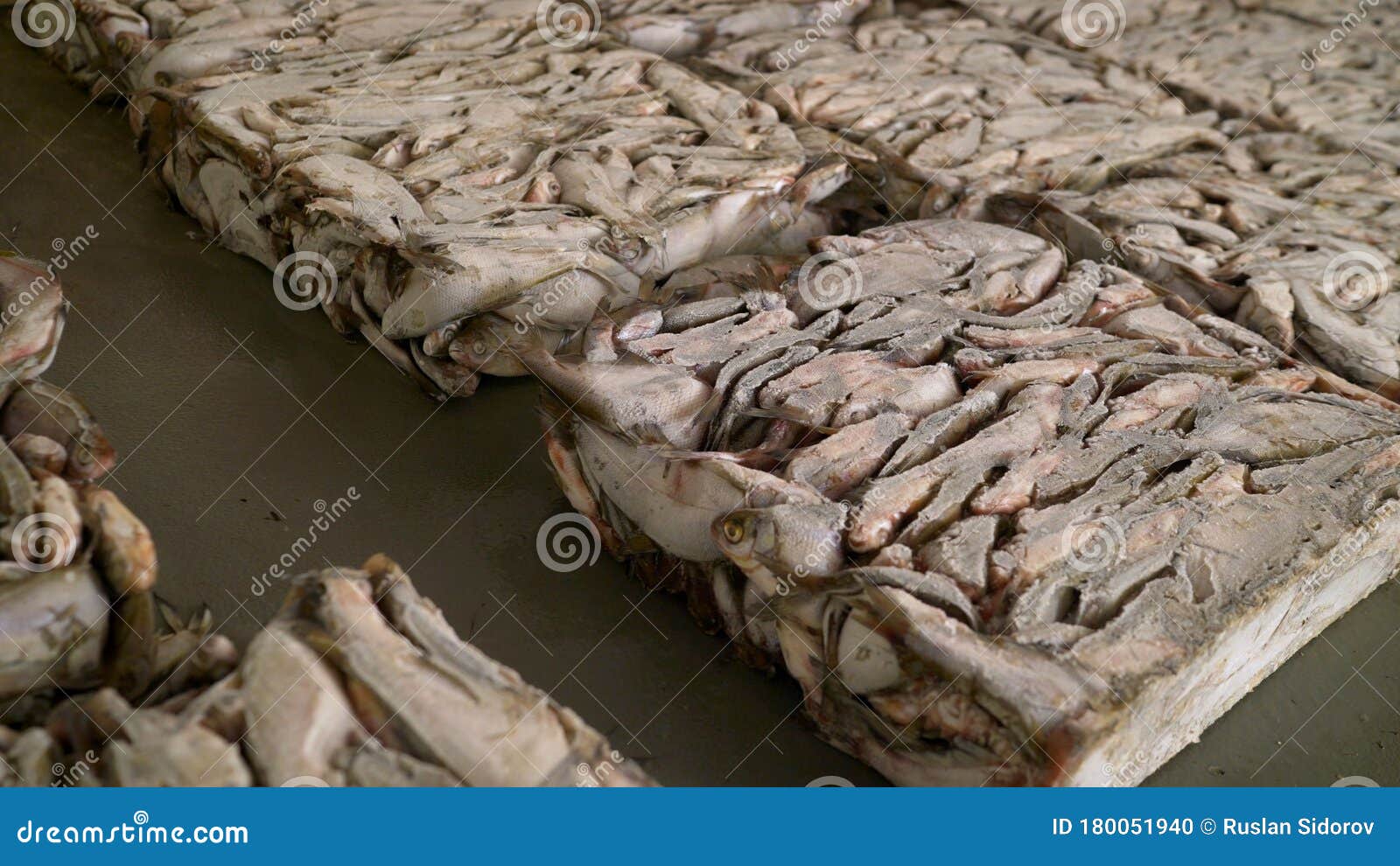 Fish Factory Sorting Packaging Frozen Fish Containers. Frozen Fish in ...