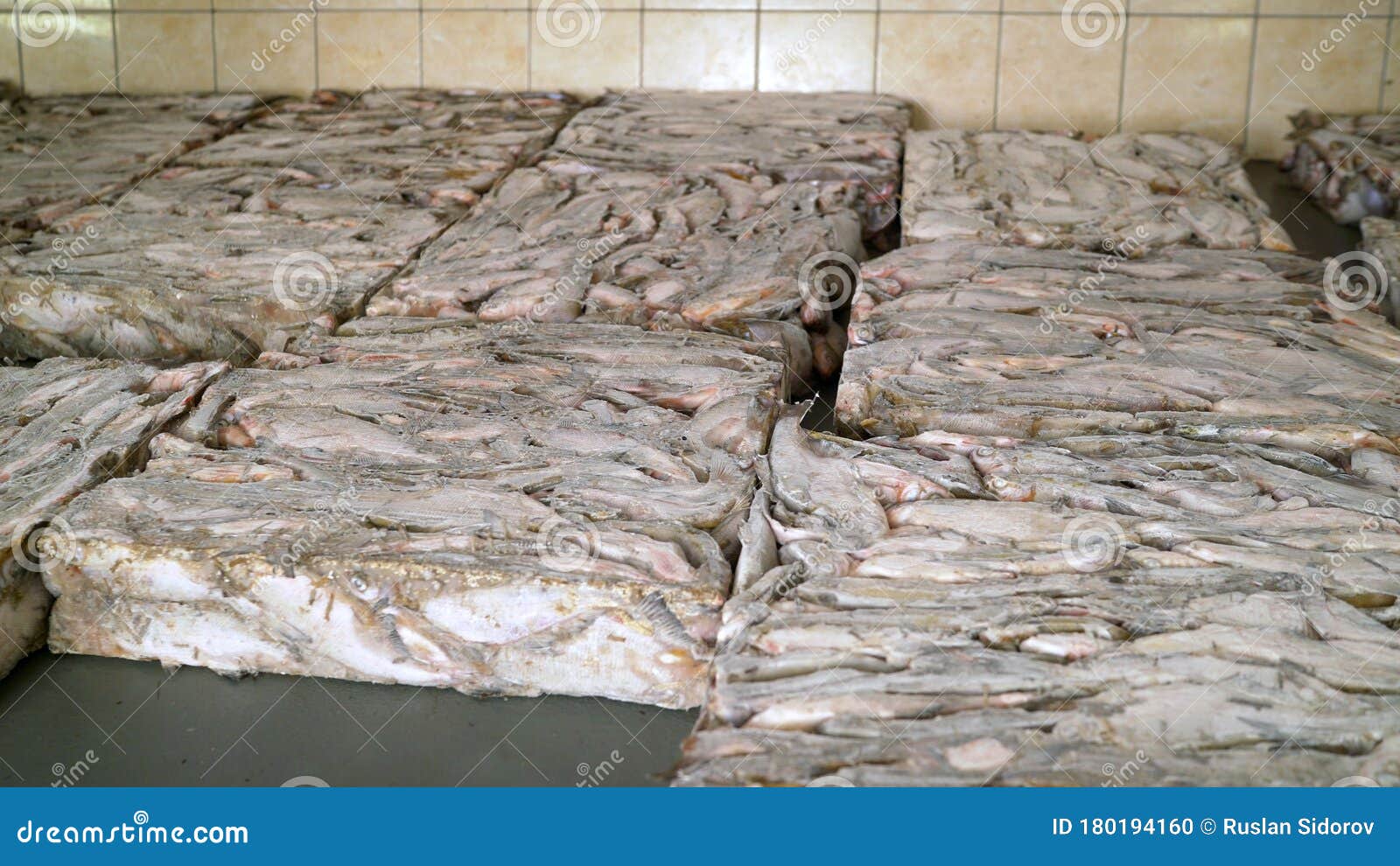 Fish Factory Sorting Packaging Frozen Fish Containers. Frozen Fish in ...