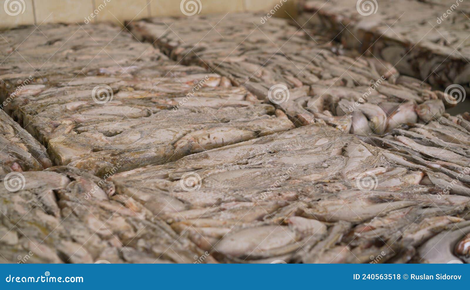 Fish Factory Sorting Packing Frozen Container. Frozen Fish with Ice at ...