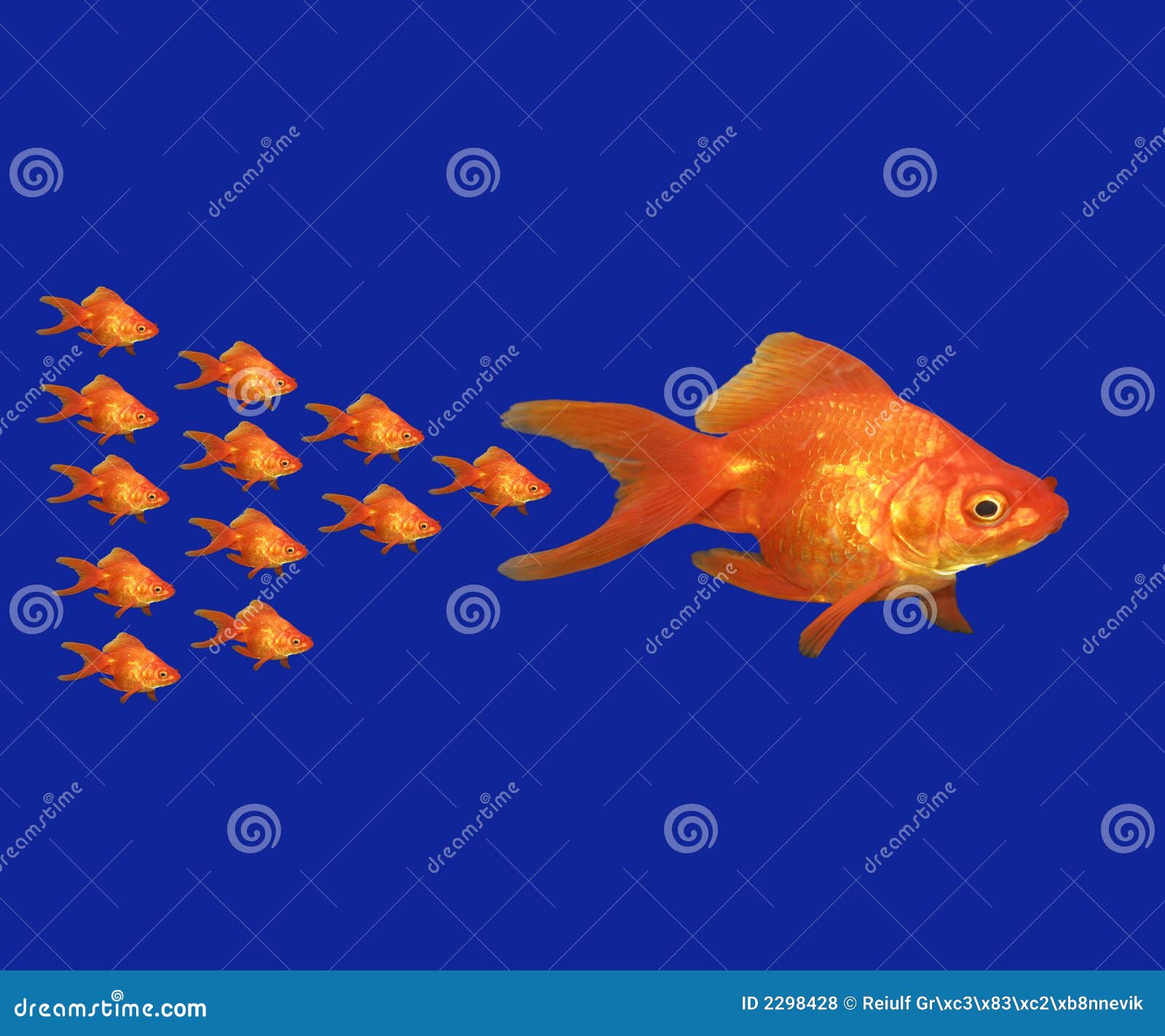 Fish family stock photo. Image of lovely, bubble, goldfishes - 2298428