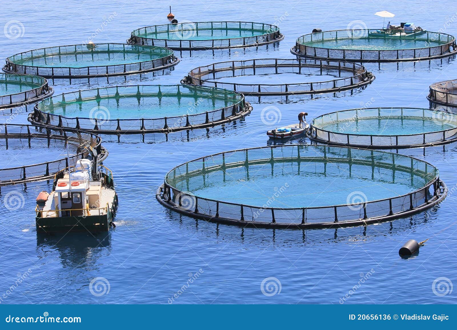 Fish Farm With Cages For Fish And Shrimp, Top View. Fish Cage For ...