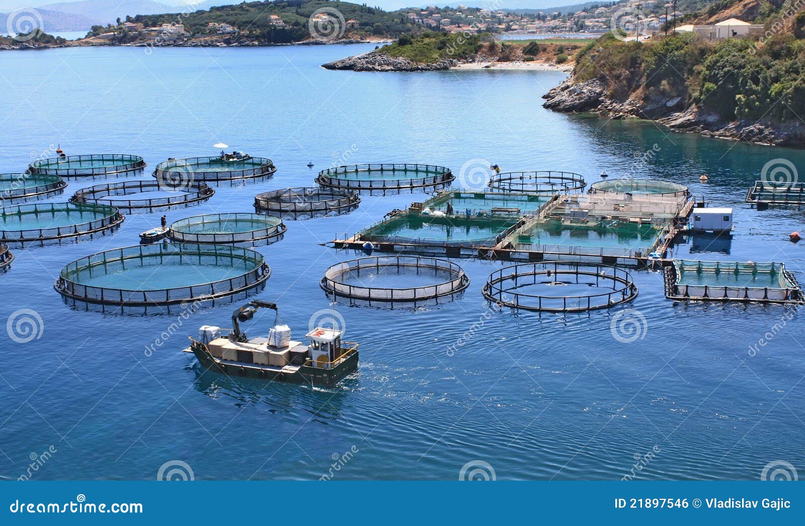 Fish Farm With Cages For Fish And Shrimp, Top View. Fish Cage For ...