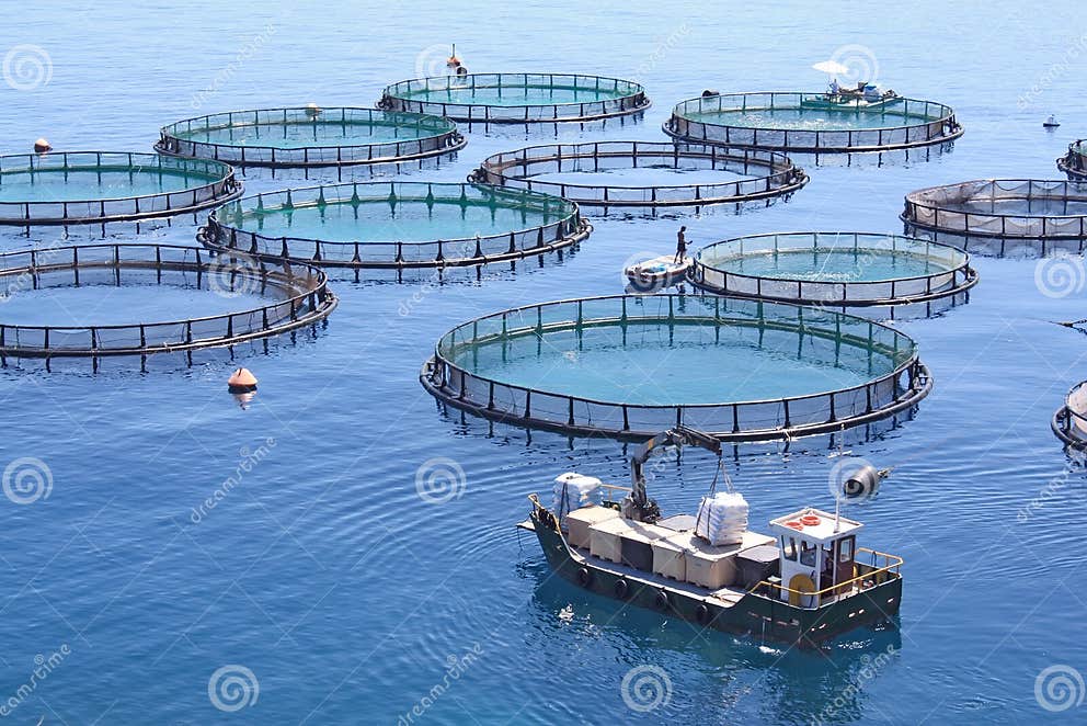 Fish farm stock image. Image of aquatic, plant, commercial - 21897555
