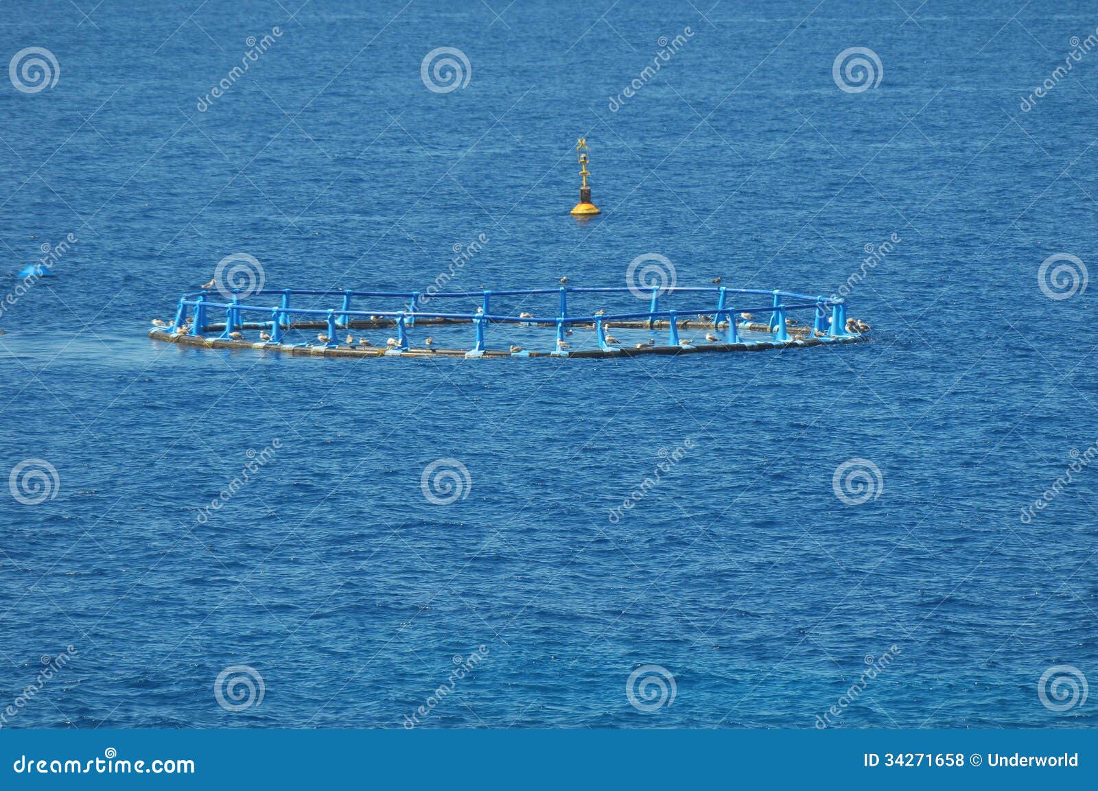 Fish Farm in the Atlantic Ocean Stock Photo - Image of business ...