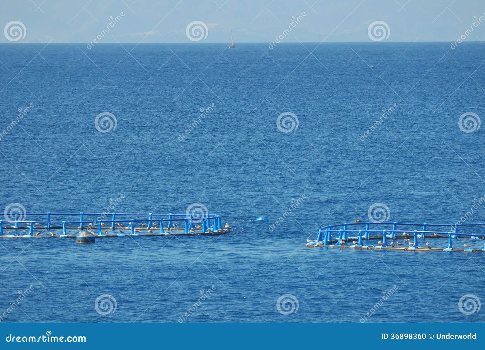 Fish Farm in the Atlantic Ocean Stock Photo - Image of water ...