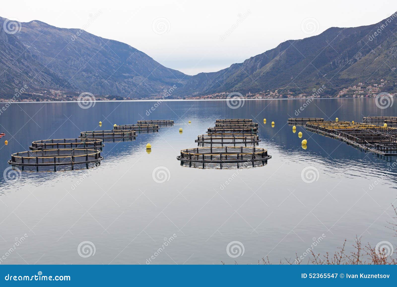 Fish Farm in the Bay of Montenegro Stock Image - Image of coast ...
