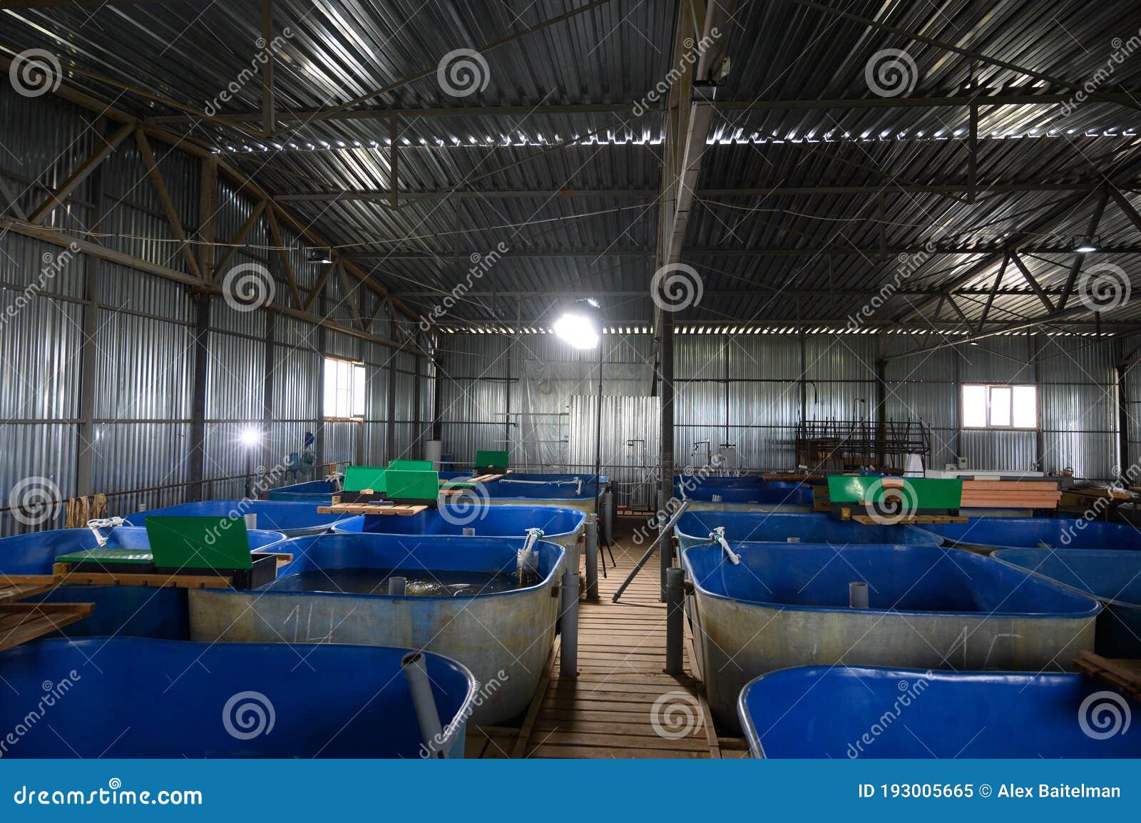 Fish Farm for Breeding Sturgeon.Pool for Breeding Sturgeon Fish Stock ...