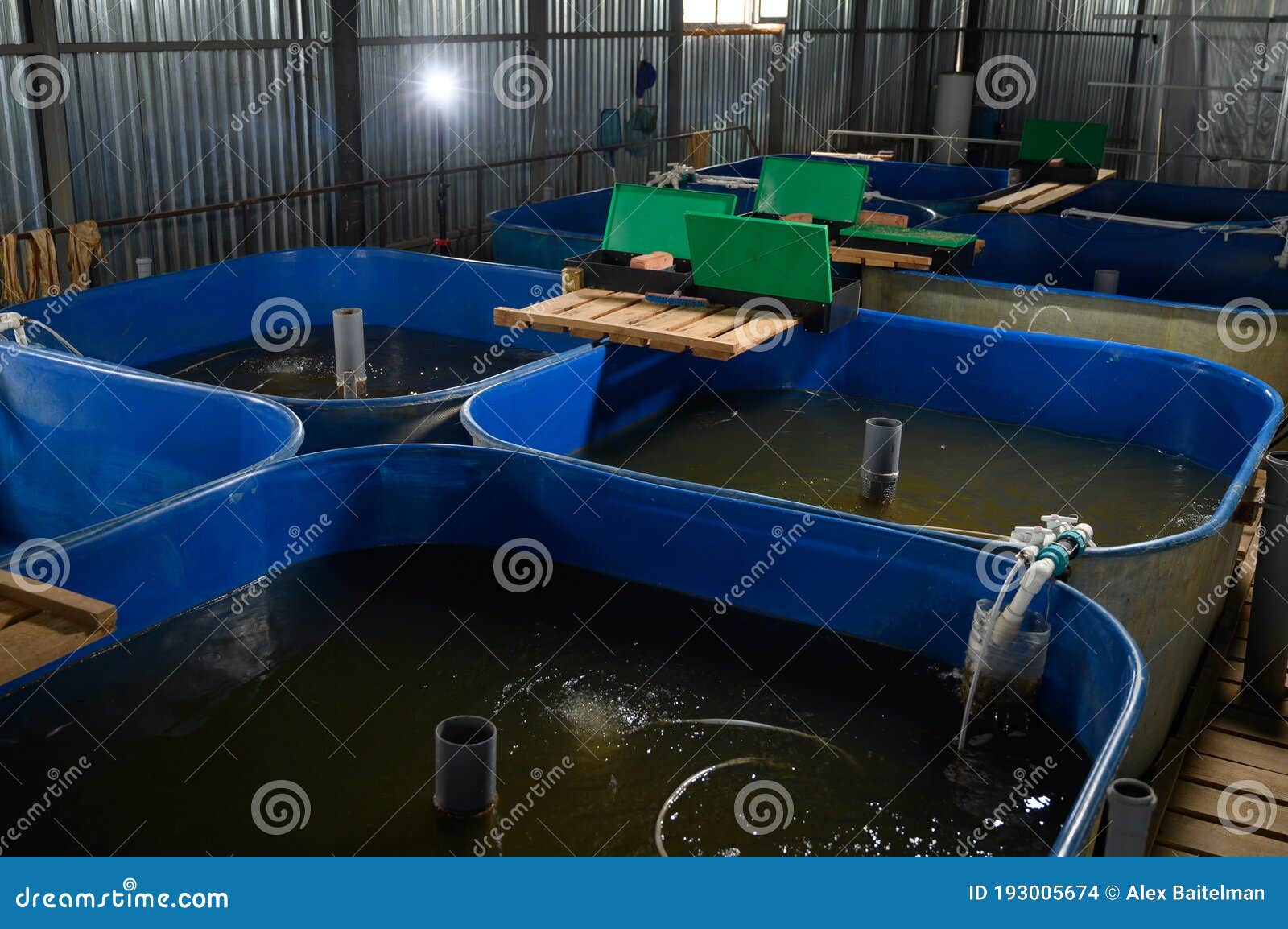 Fish Farm for Breeding Sturgeon.Pool for Breeding Sturgeon Fish Stock ...