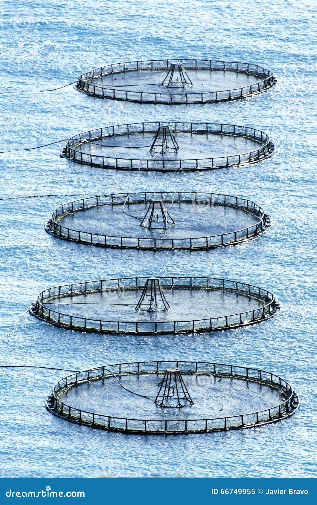 Fish farm stock image. Image of raise, fish, seafood - 66749955