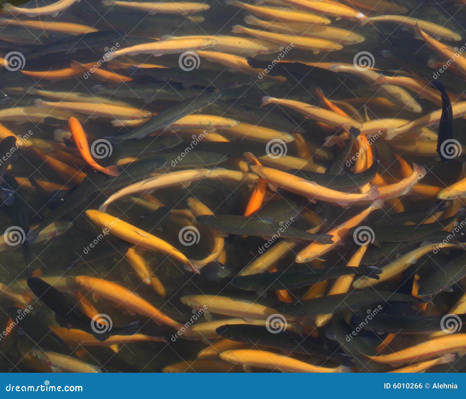 Fish farm hatchery pond stock photo. Image of farm, background - 6010266