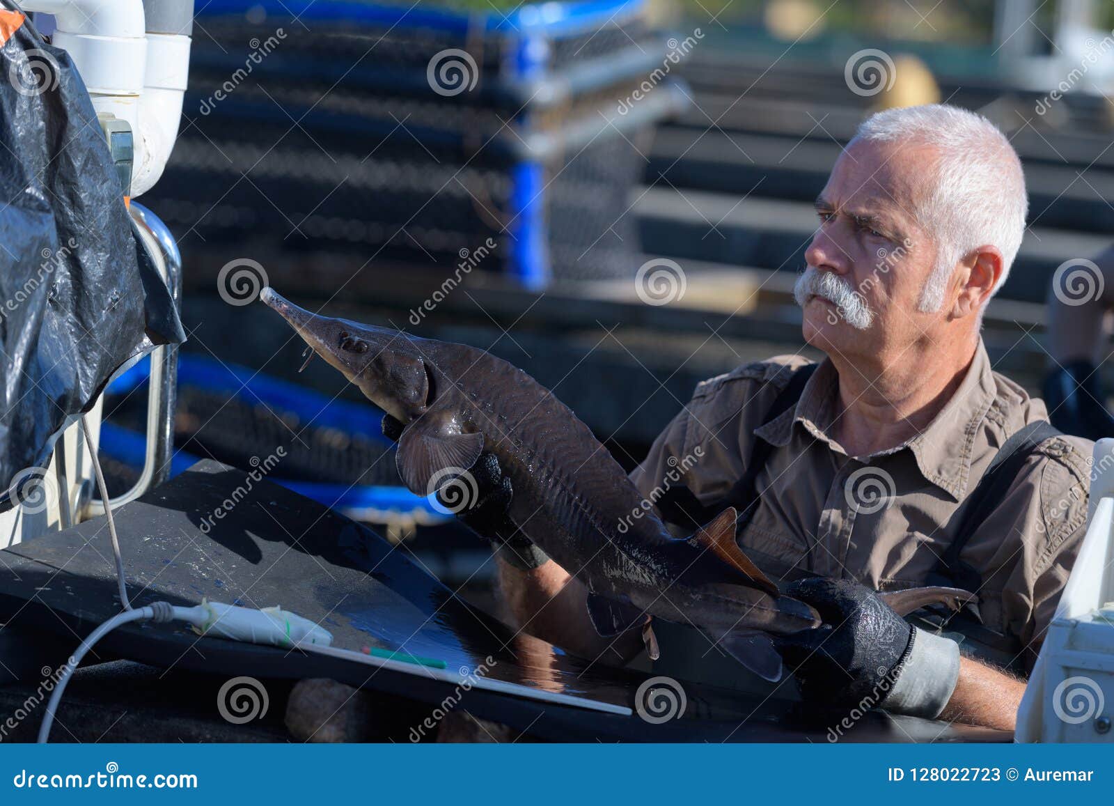 Fish farm older worker stock image. Image of sturgeon - 128022723