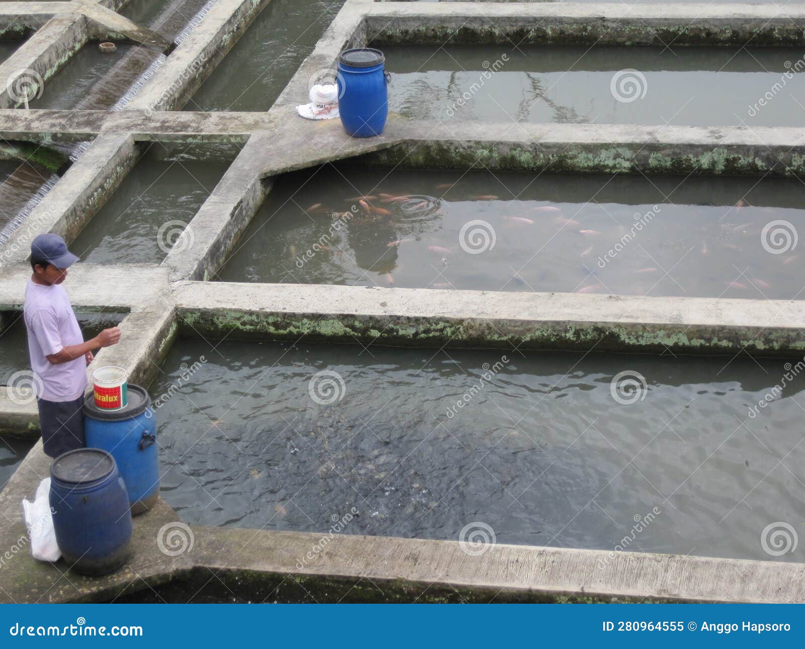 Fish Farmer is Feeding the Fish in the Pond Editorial Image - Image of ...