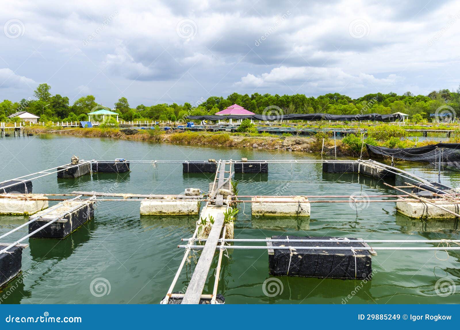 Fish farm in the pond. stock image. Image of healthy - 29885249
