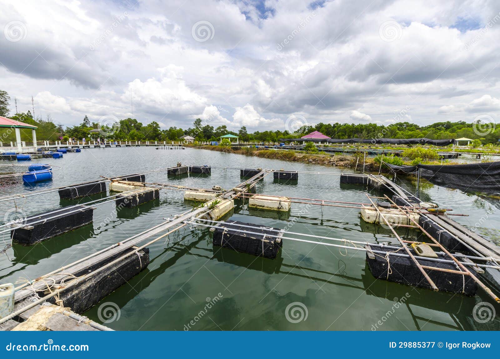 Fish farm in the pond. stock image. Image of asia, agriculture - 29885377