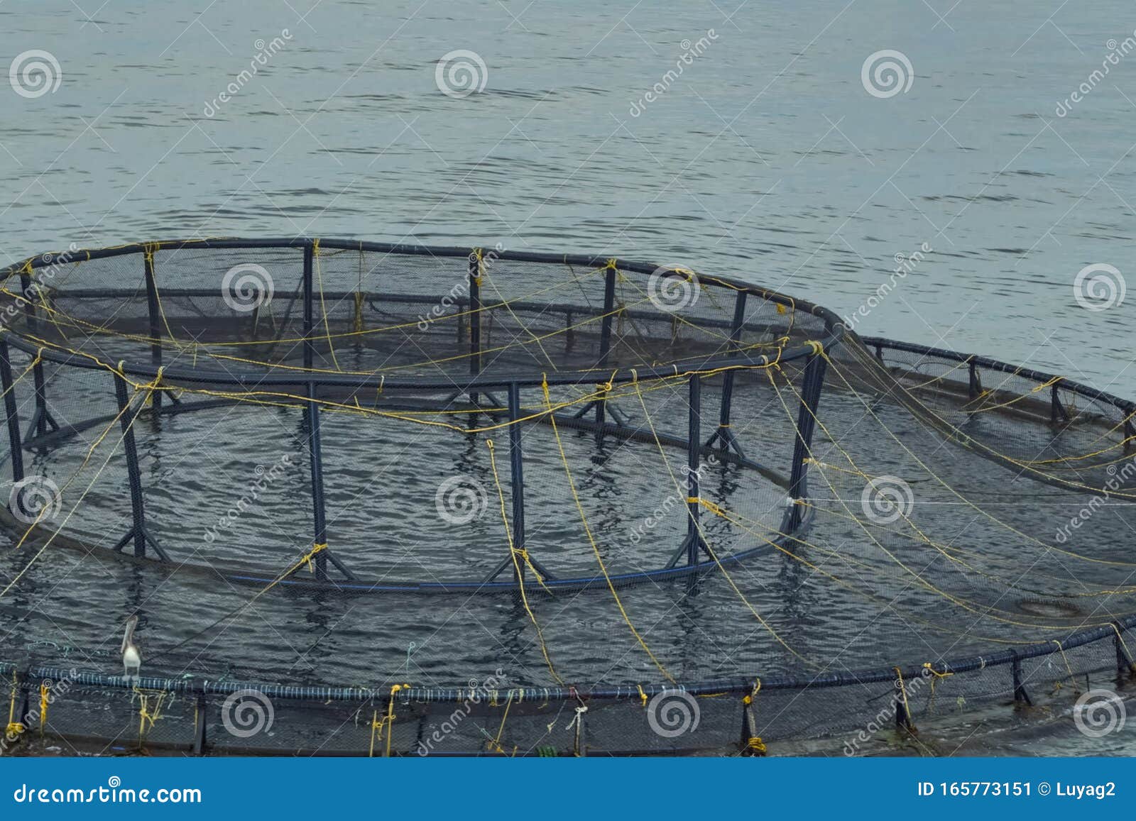 Fish Farm at Sea. Top View of Fish Farm Stock Image - Image of marine ...